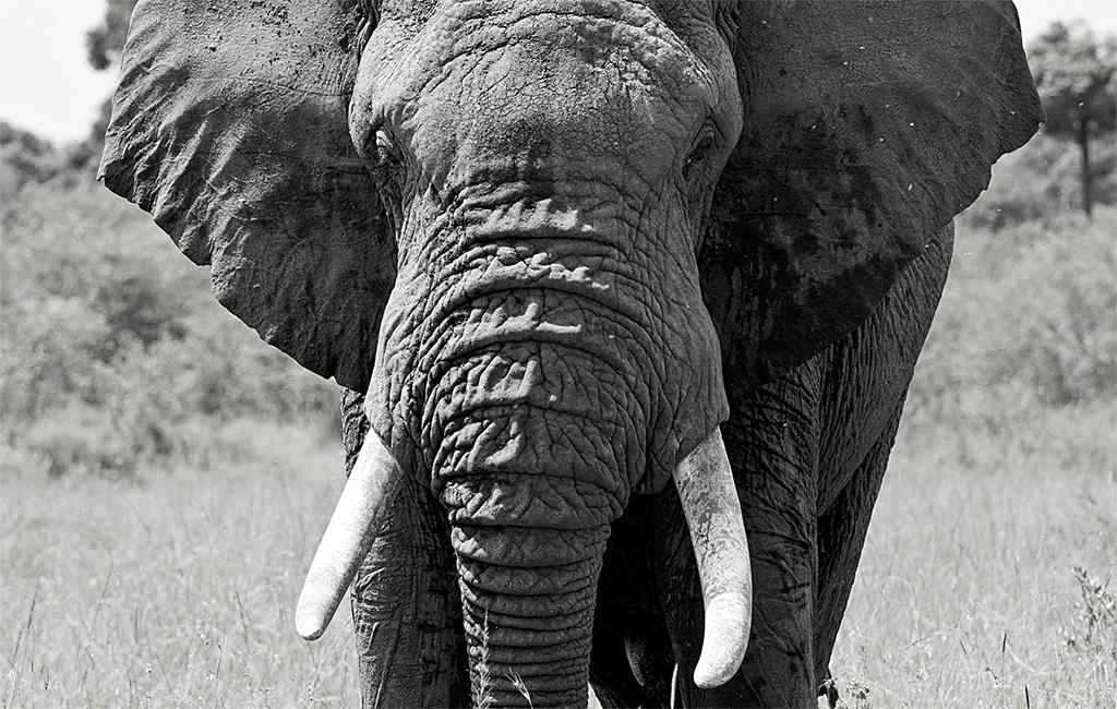 The road to CITES: The tragic human cost of elephant translocations