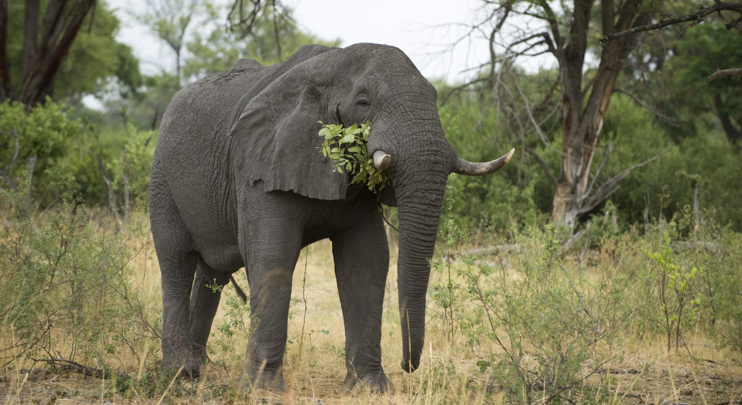 Why local communities support Zimbabwe's plan to cull 200 elephants